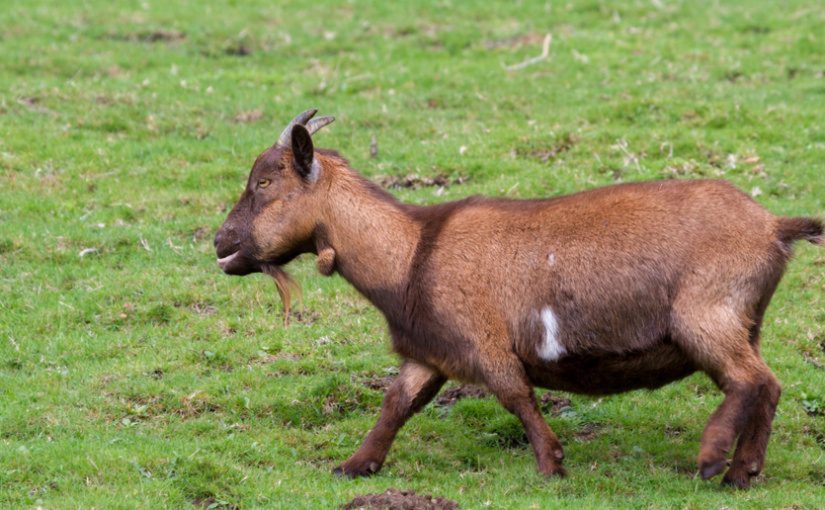 Fun with Miniature Goats - Goat Journal